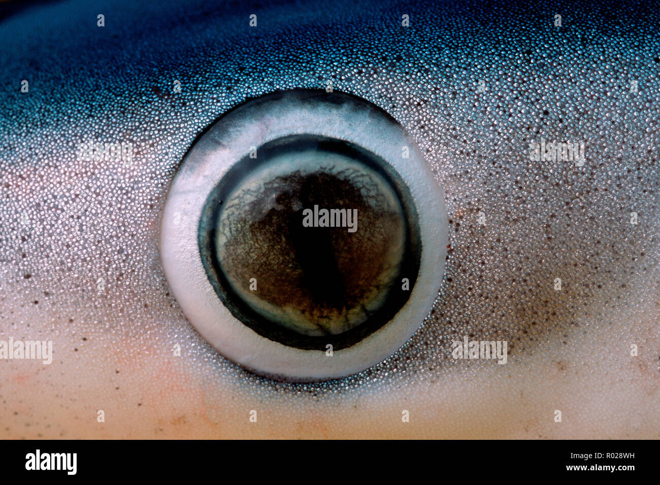 Blue shark prionace glauca california hi-res stock photography and ...