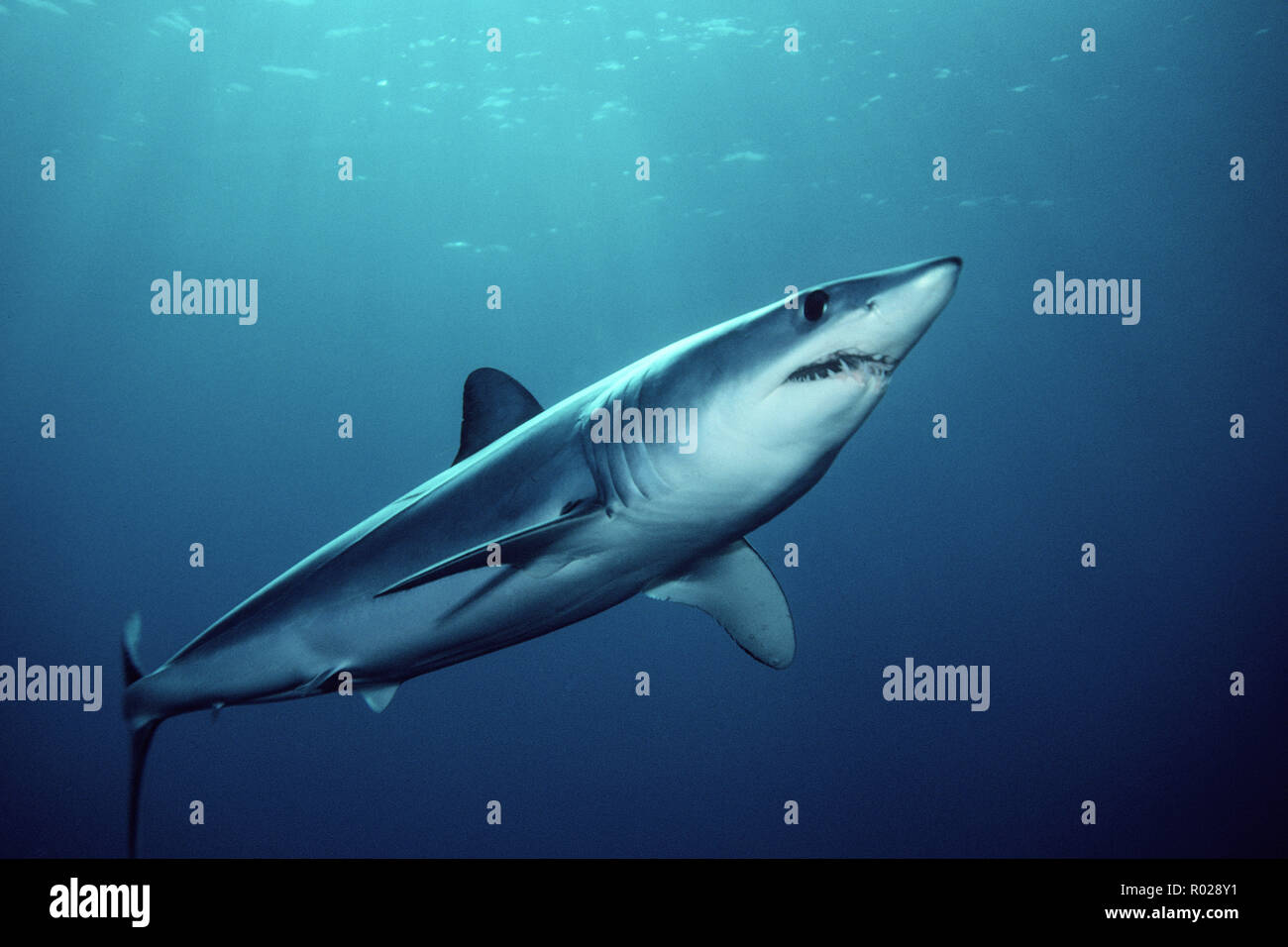 Mako sharks hi-res stock photography and images - Alamy