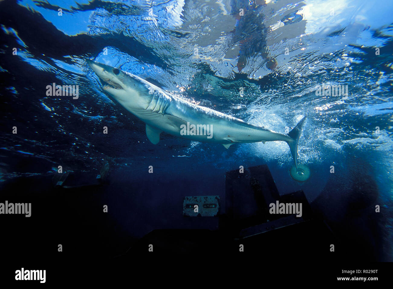 Mako shark, Isurus oxyrinchus, California, Pacific Ocean Stock Photo ...