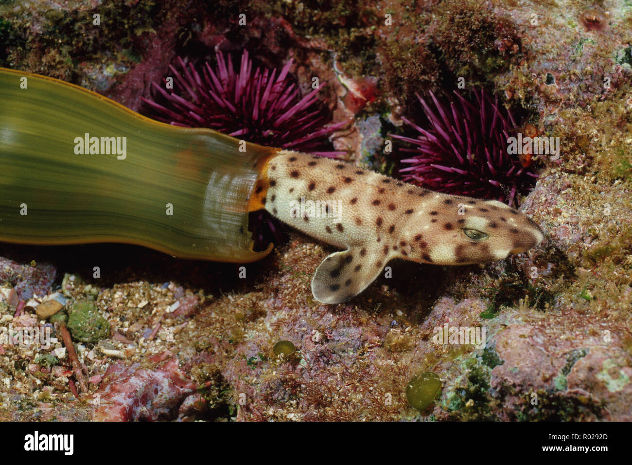 Swell shark hi-res stock photography and images - Alamy