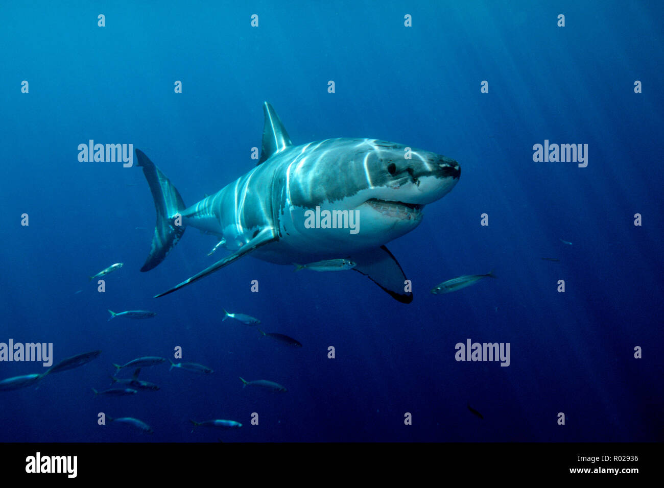 White shark, Carcharhodon carcharias, is found worldwide . One of the ...