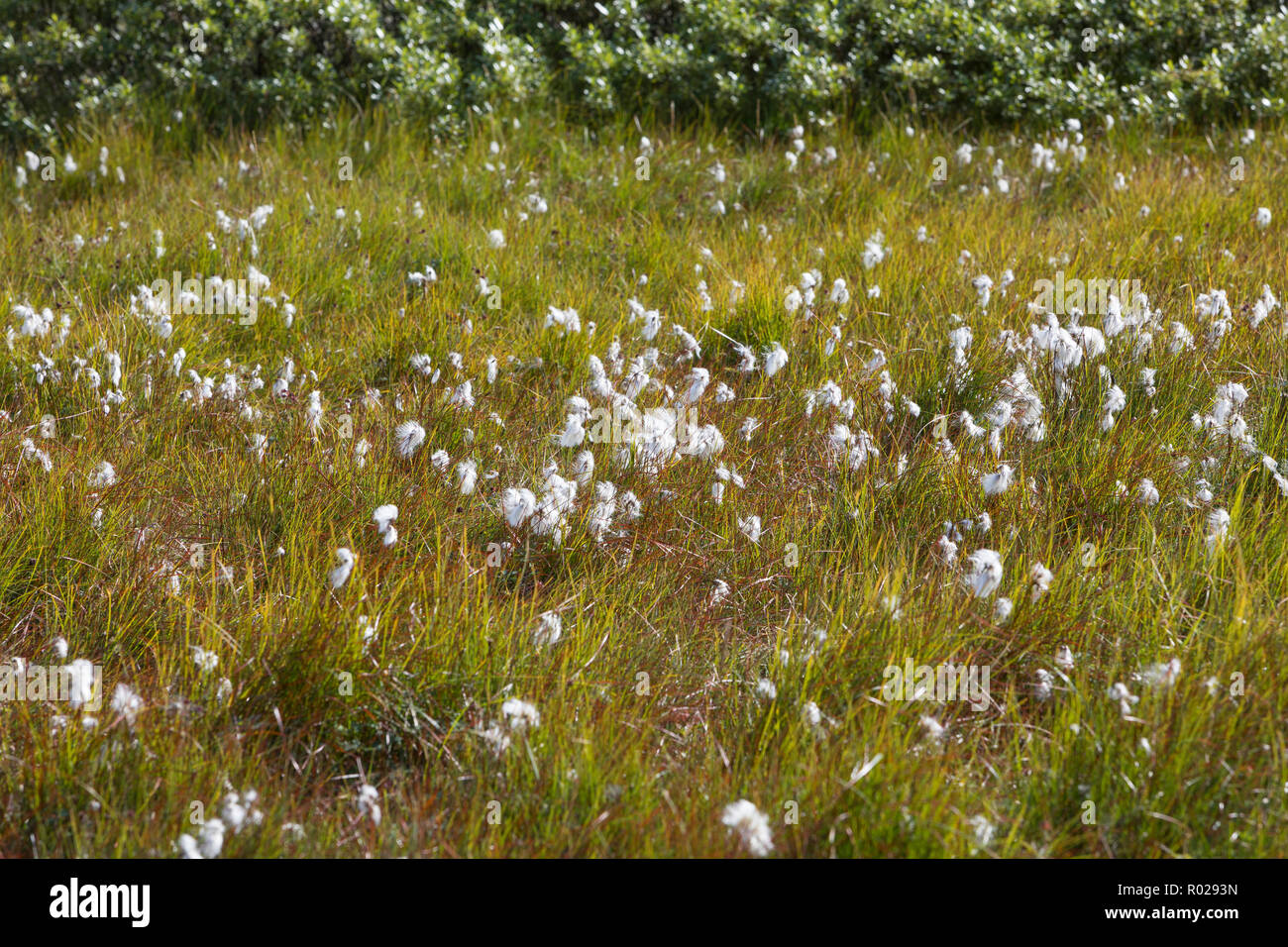 Schmalblättriges Wollgras, Wollgras, Wollgräser, Eriophorum ...