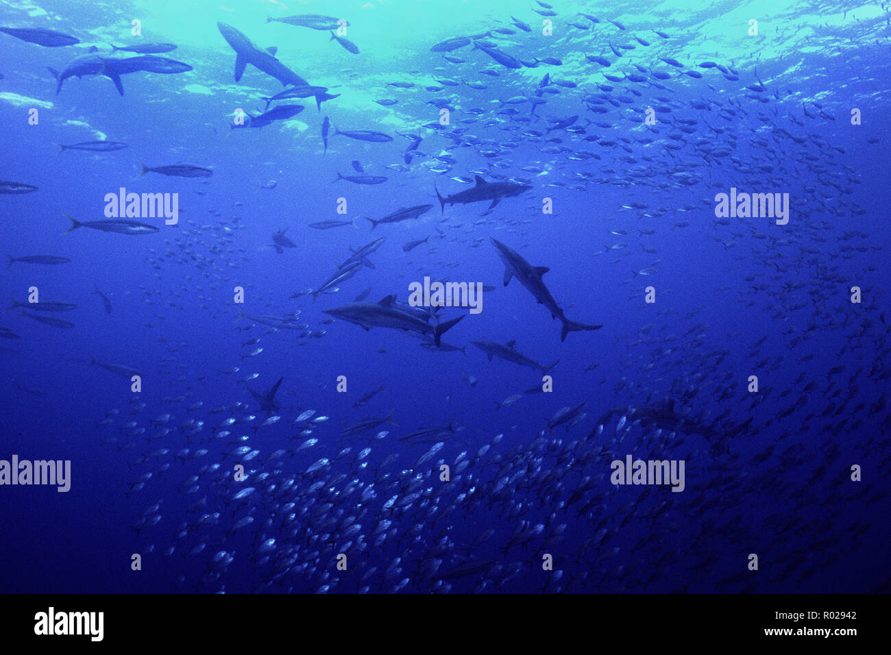 Silky shark, Carcharhinus falciformis, is an open ocean shark, shown ...