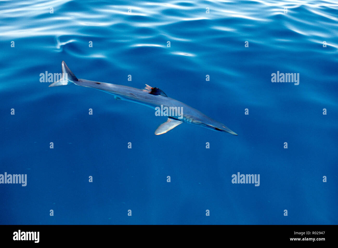 Shortfin mako, Isurus oxyrinchus, California, Pacific Ocean Stock Photo ...