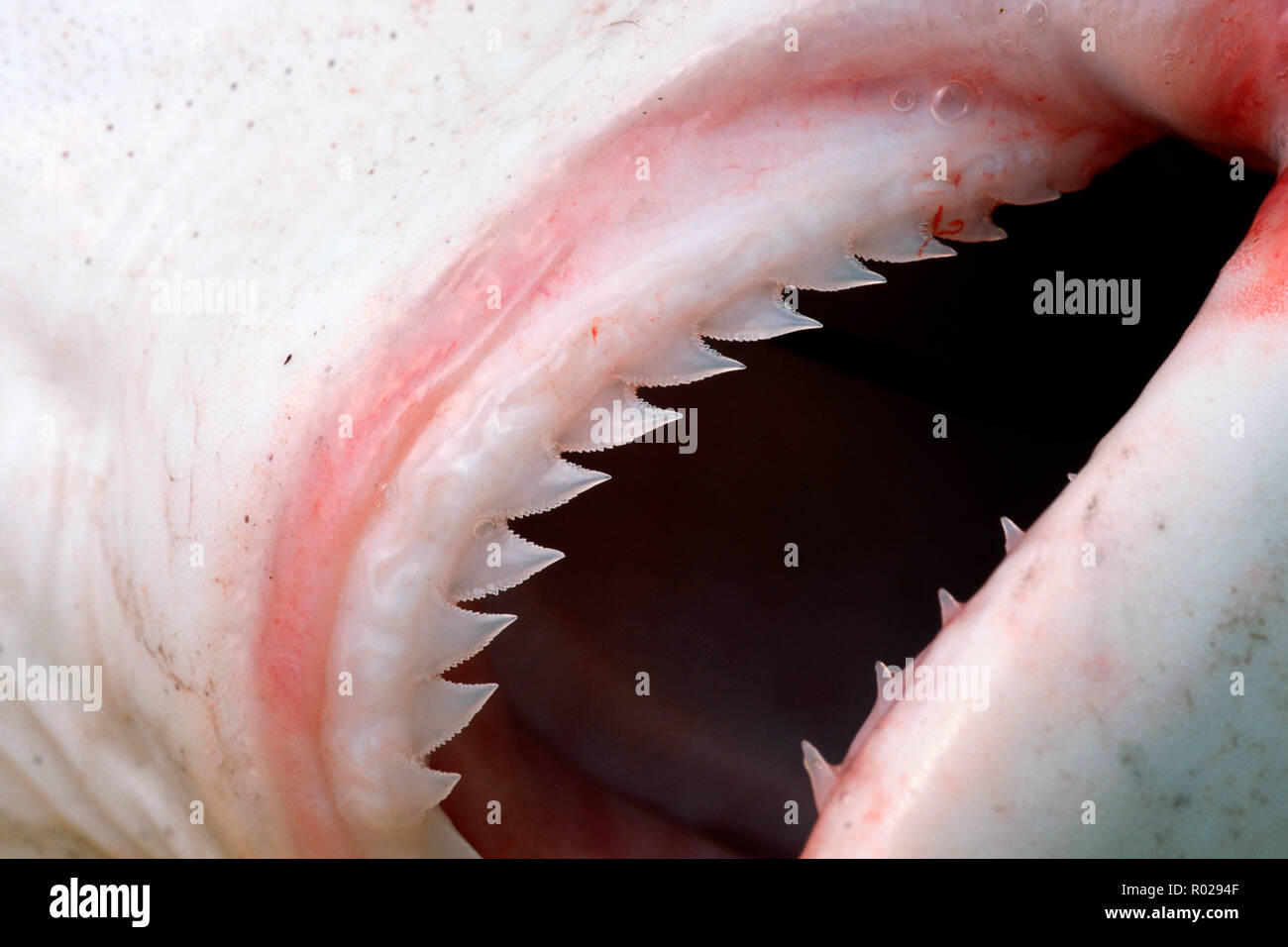 Blue shark, Prionace glauca, teeth, California, Pacific Ocean Stock ...