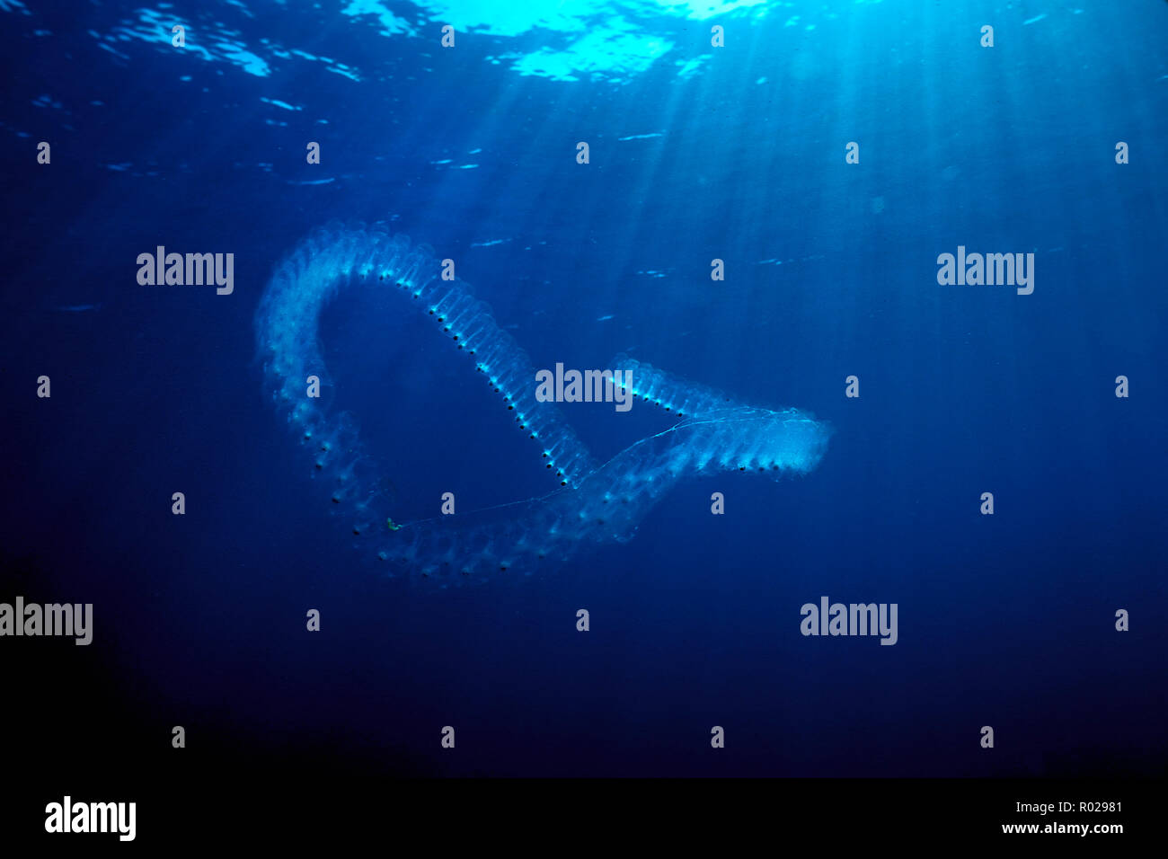 Salp chain hi-res stock photography and images - Alamy