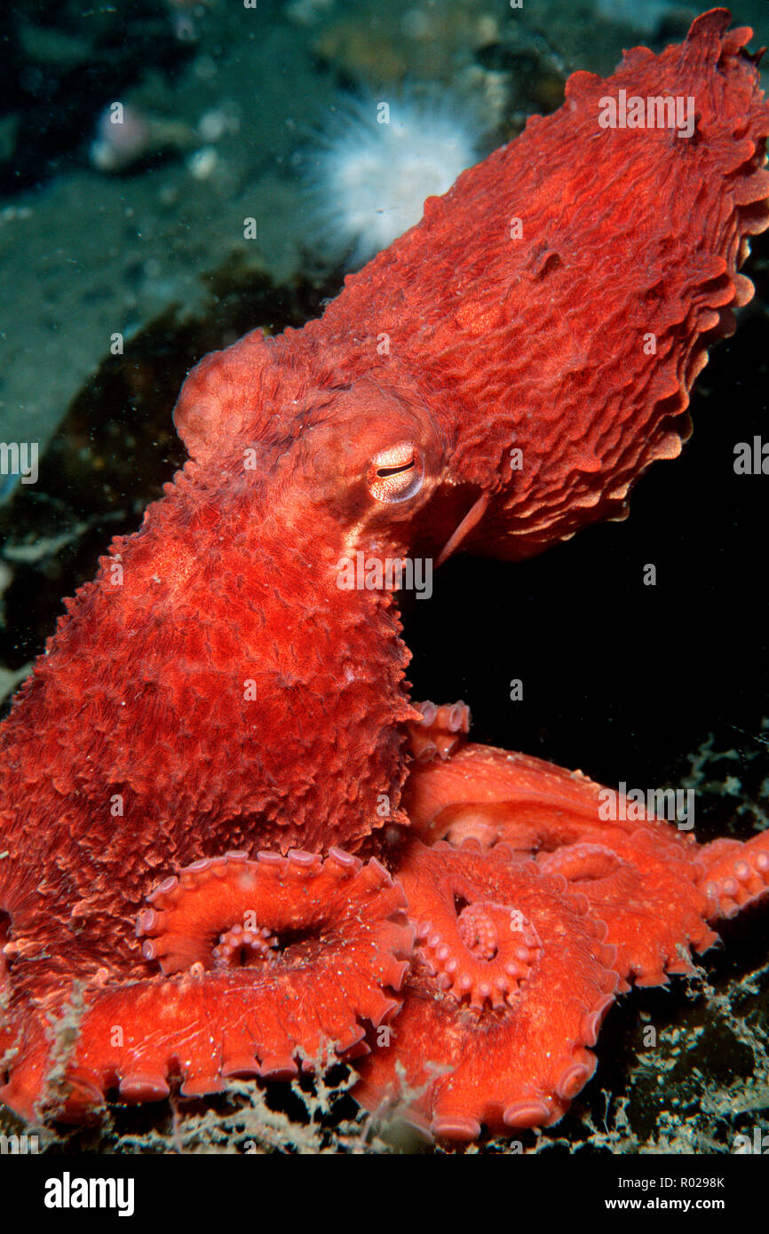 Red octopus, Octopus rubescens, Alaska, Pacific Ocean Stock Photo - Alamy
