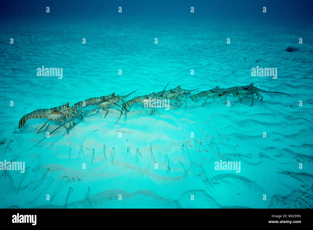 Caribbean spiny lobster, Panulirus argus, migrating, Caribbean ...