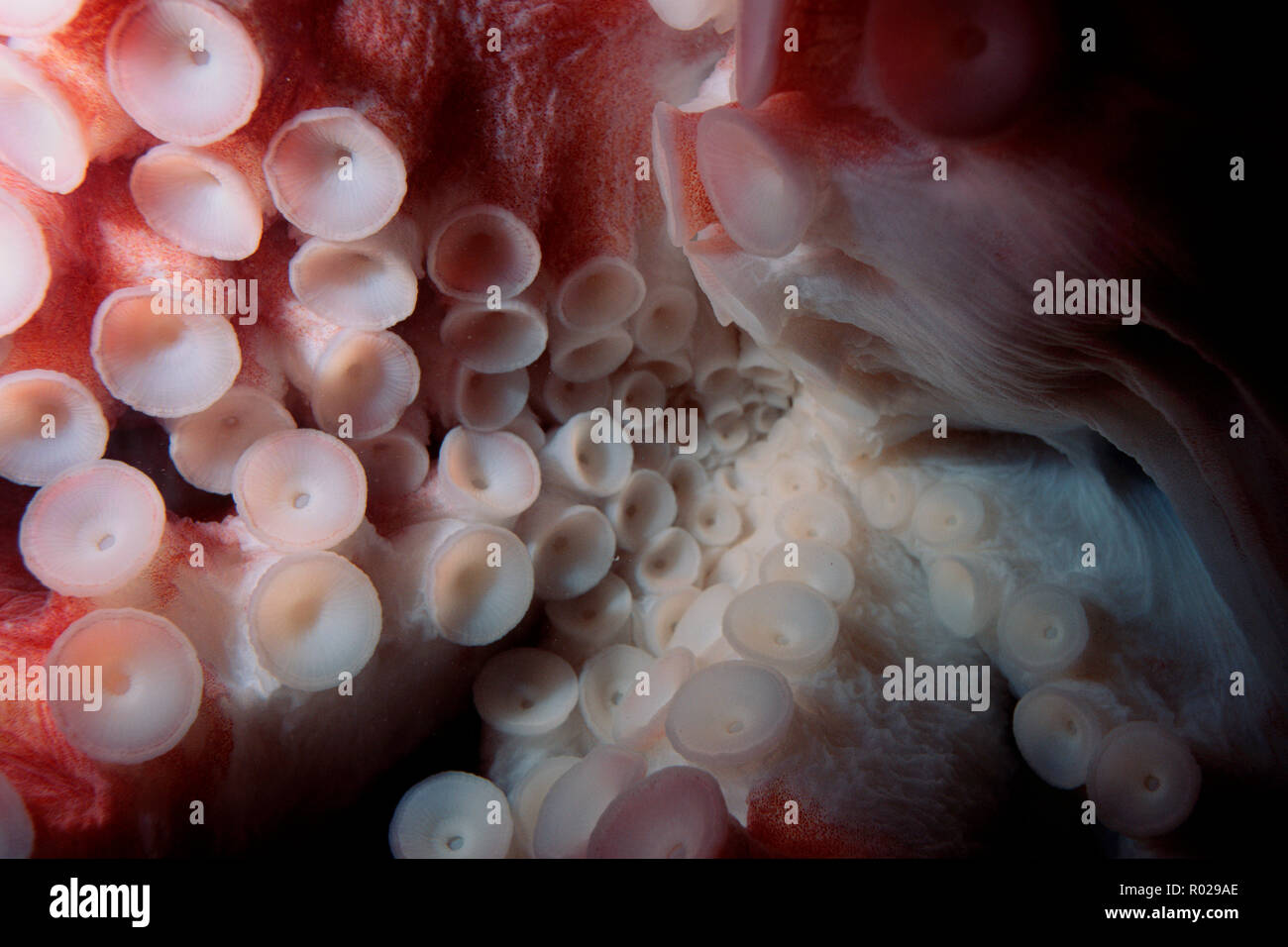 Suckers giant pacific octopus hi-res stock photography and images - Alamy