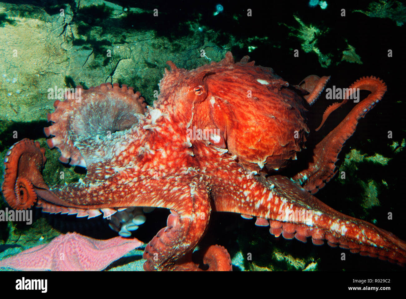 100 pounds hi-res stock photography and images - Alamy