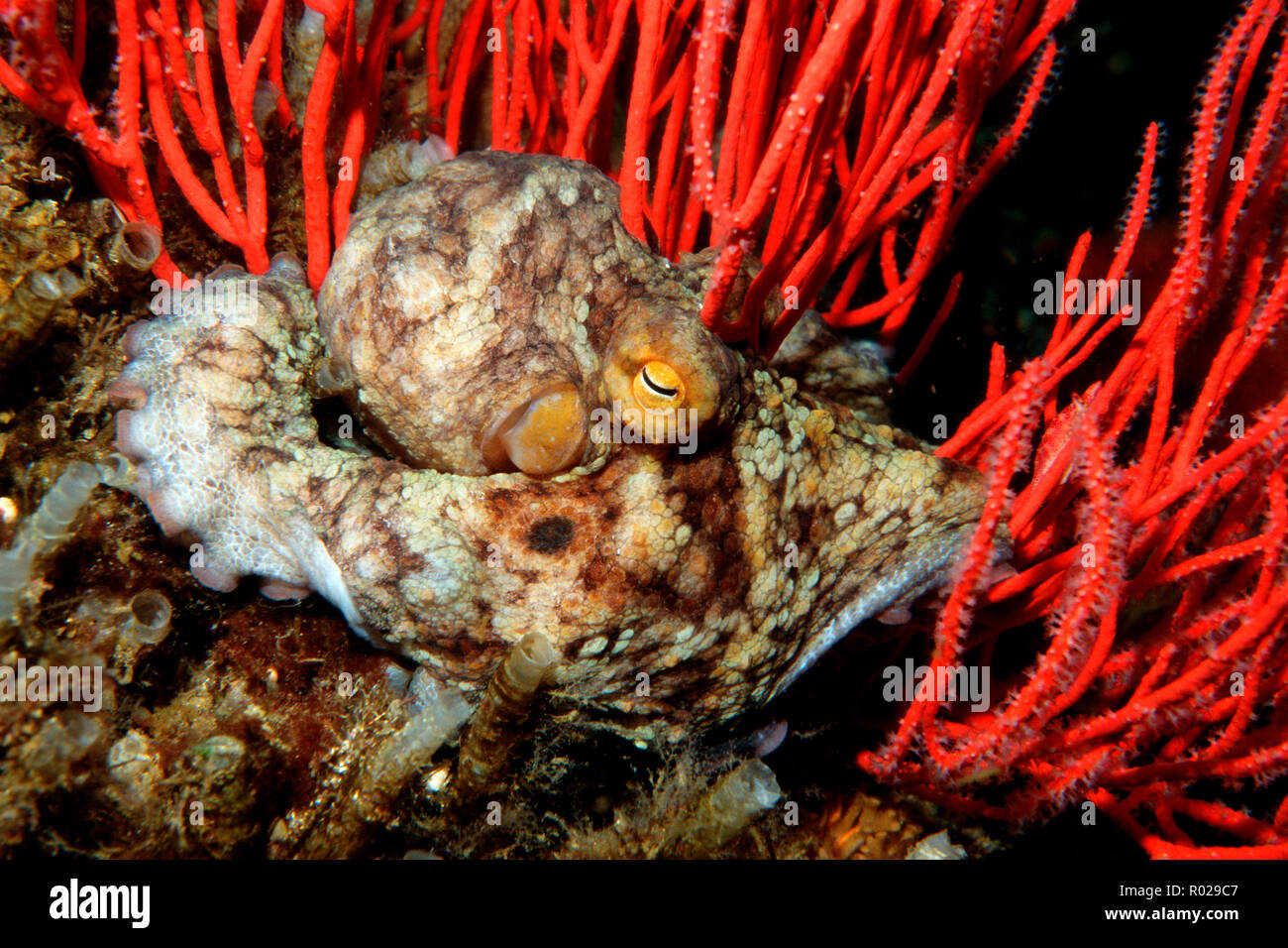 California two spot octopus hi-res stock photography and images - Alamy