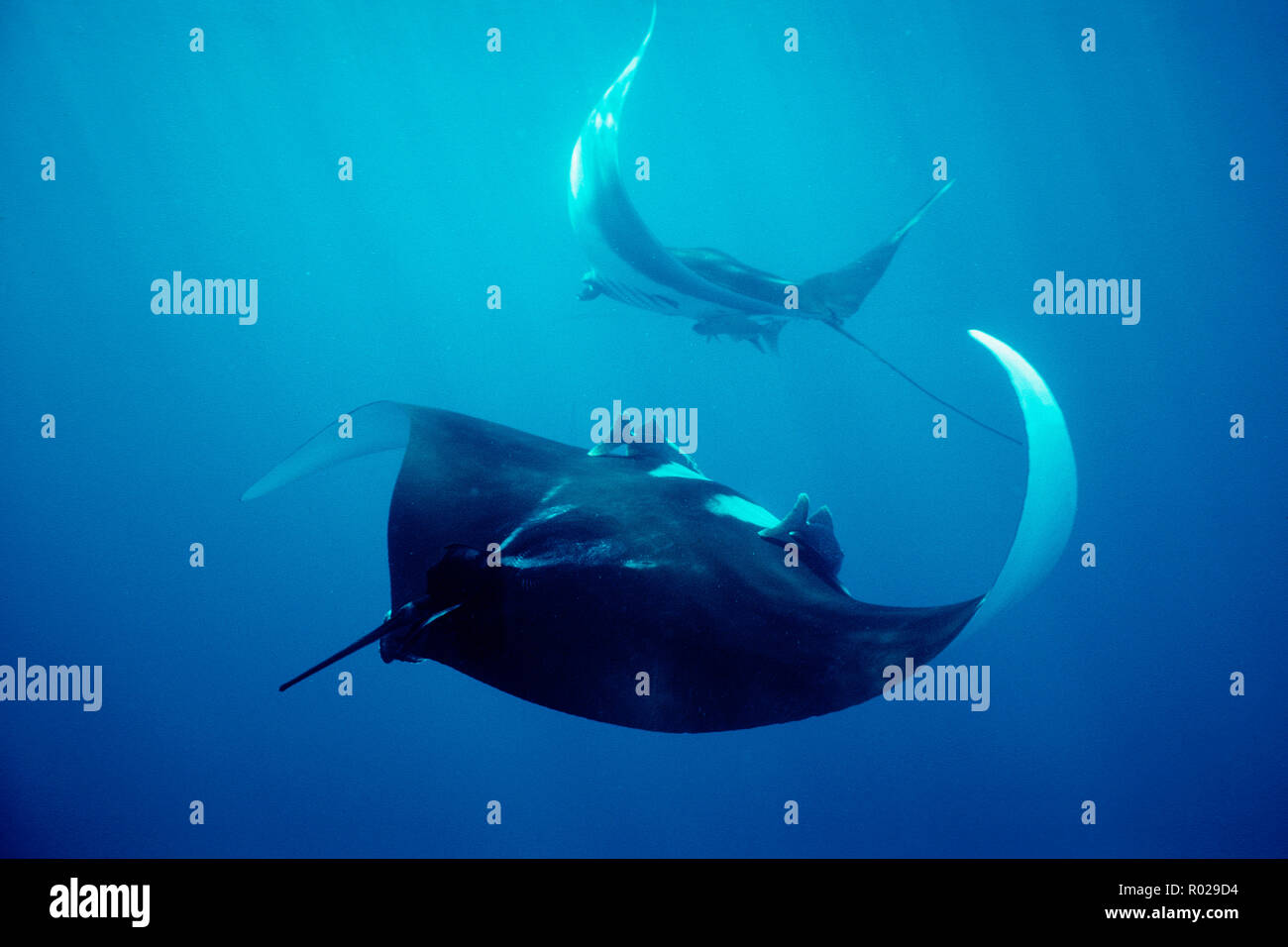 Manta ray eating hi-res stock photography and images - Alamy