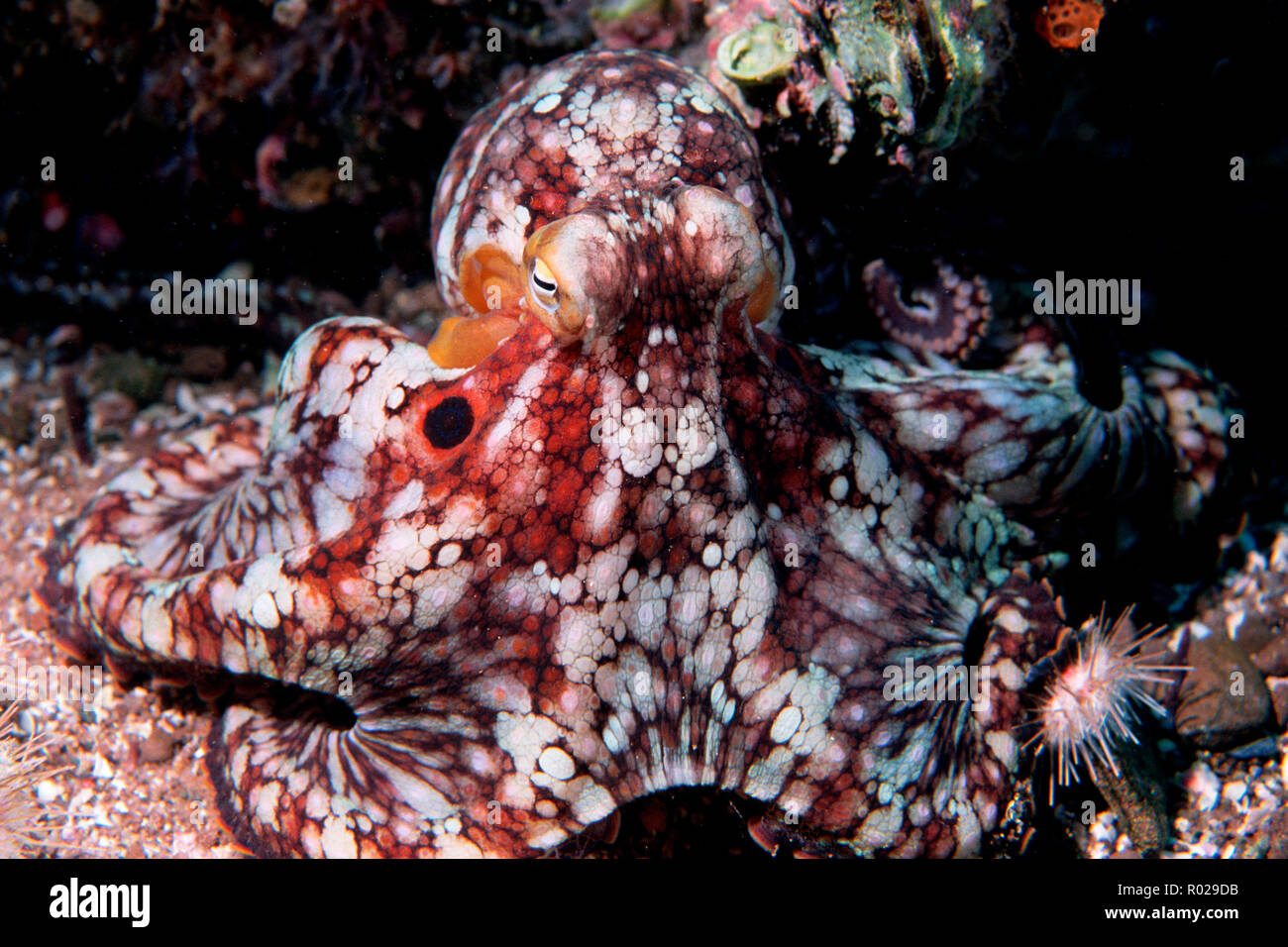 Two-spot octopus, Octopus bimaculatus, California, Pacific Ocean Stock ...