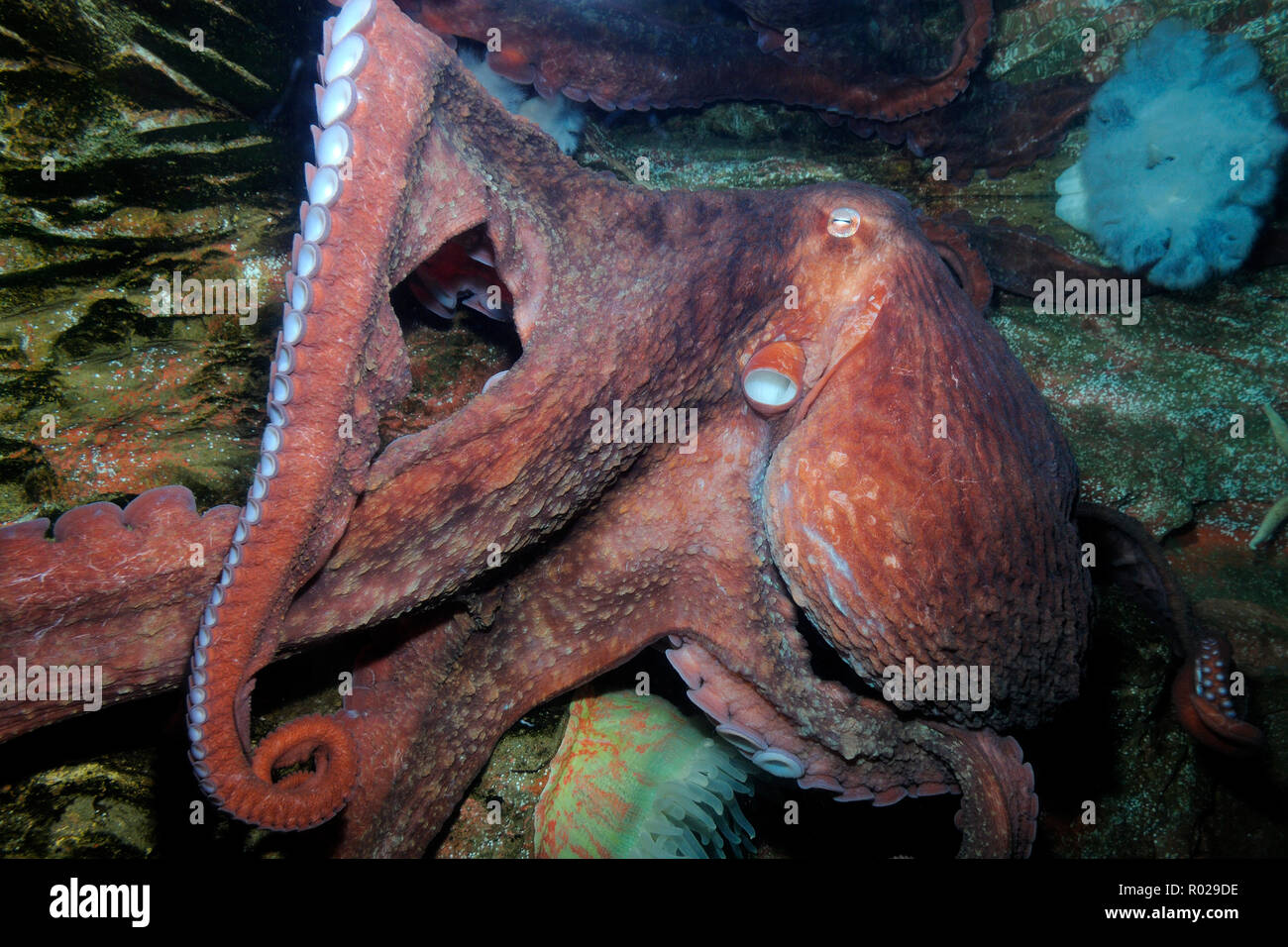 Giant Pacific octopus, Enteroctopus dofleini, captive Stock Photo - Alamy