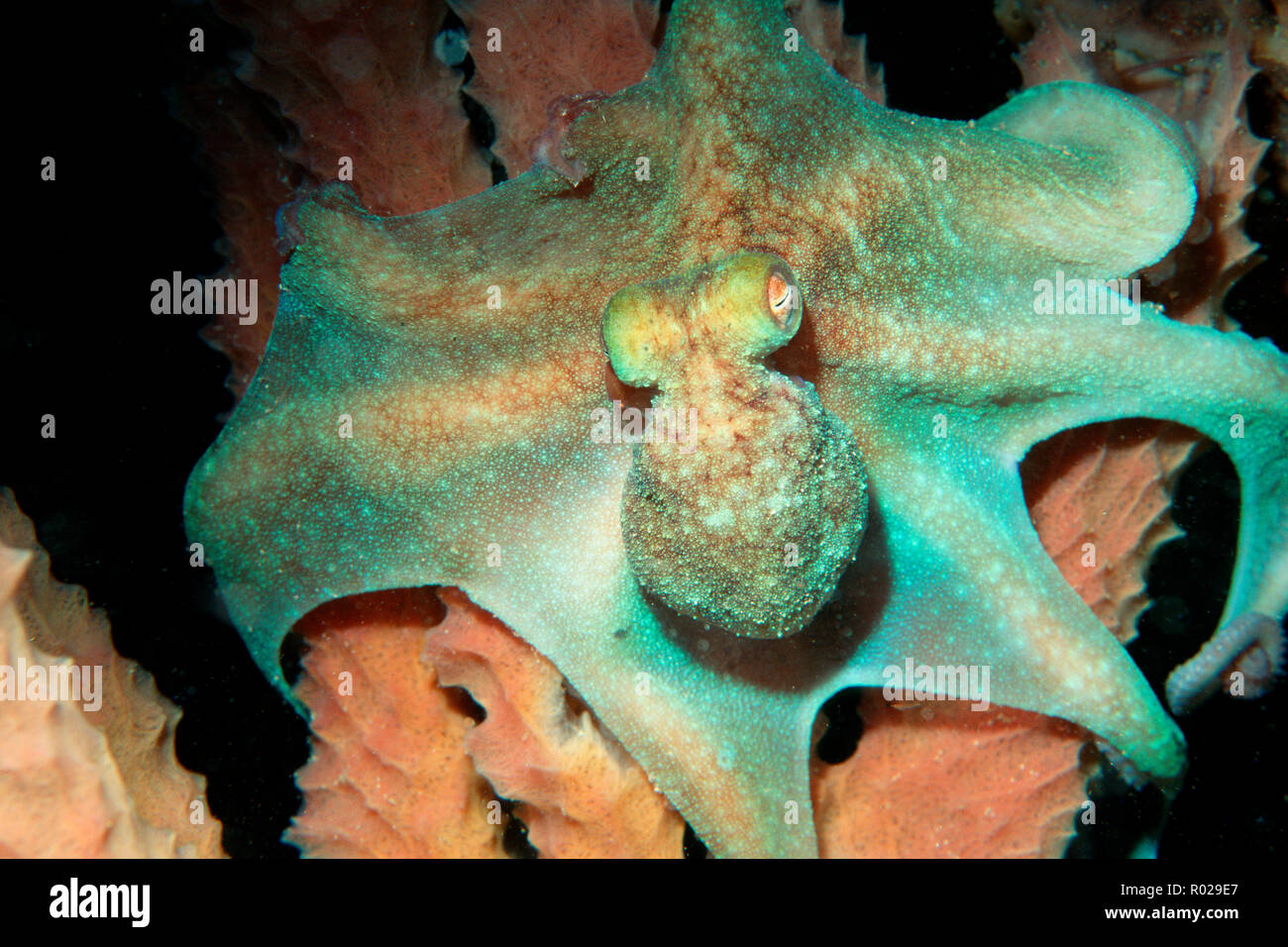Caribbean reef octopus, Octopus briareus, tent feeding, Caribbean ...