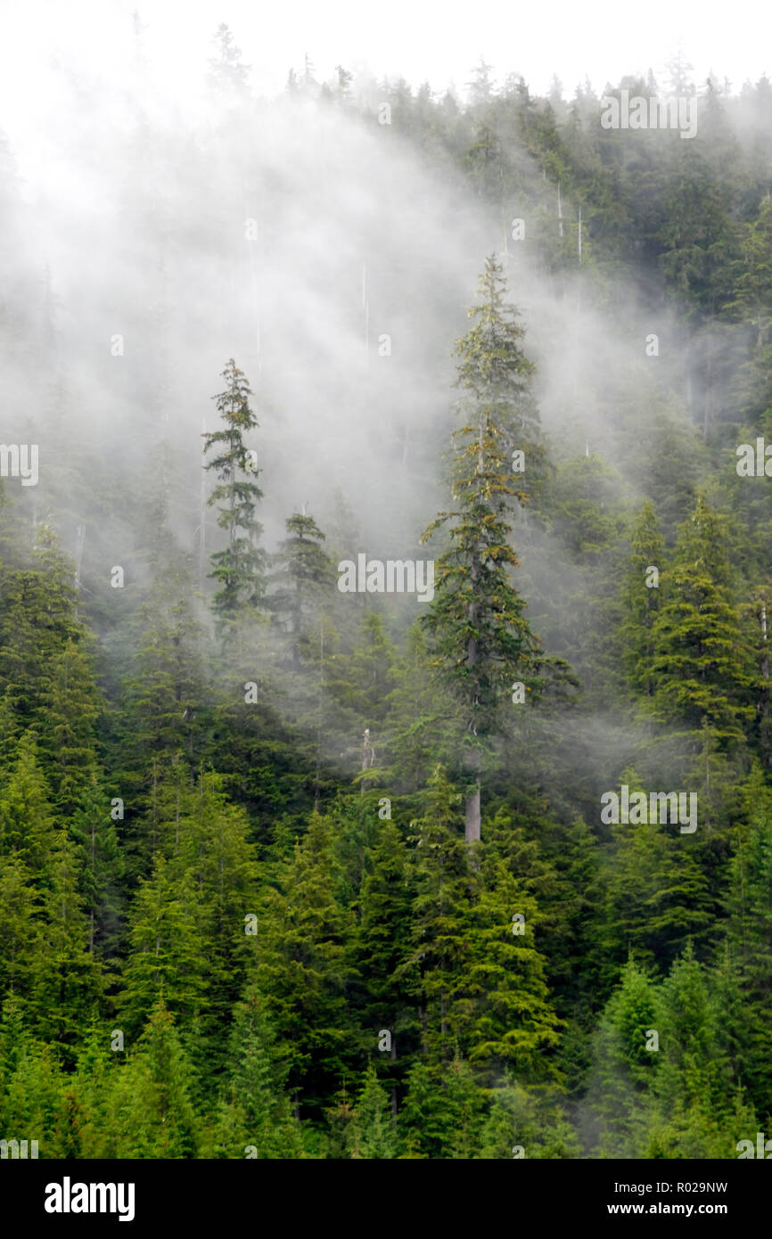 Mist in trees, Chapin Bay, Frederick Sound, Inside Passage, Alaska ...