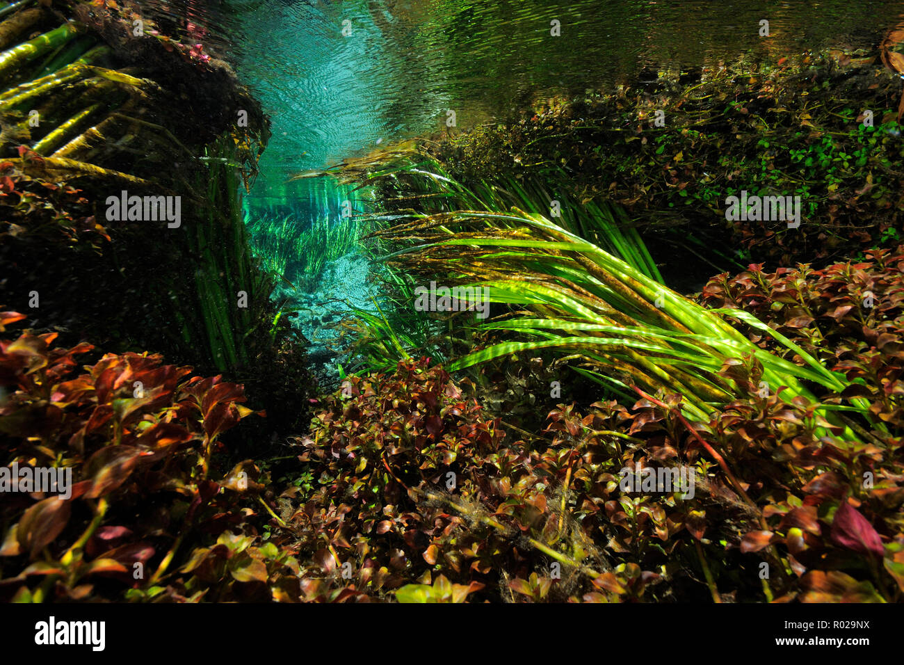 Ichetucknee Springs State Park, Florida Stock Photo - Alamy