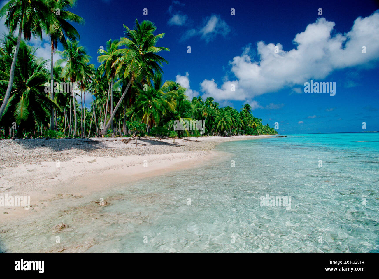 The tropical Pacific is known for its scenic landscapes of palm trees ...