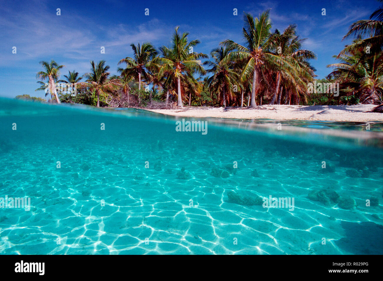 The tropical Pacific is known for its scenic landscapes of palm trees ...