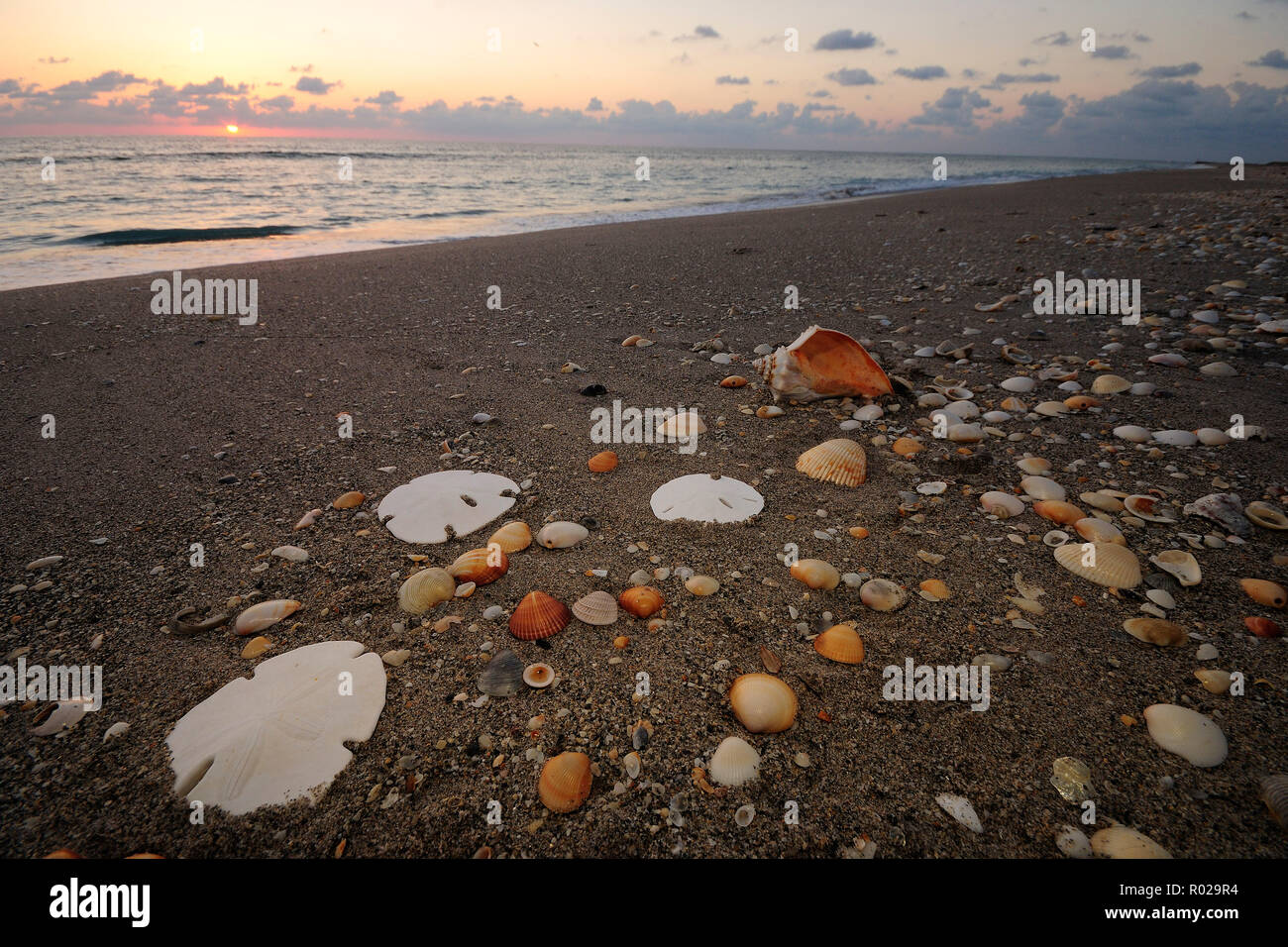 Sea shells on beach, Jupiter Island, Florida, Atlantic Ocean Stock ...