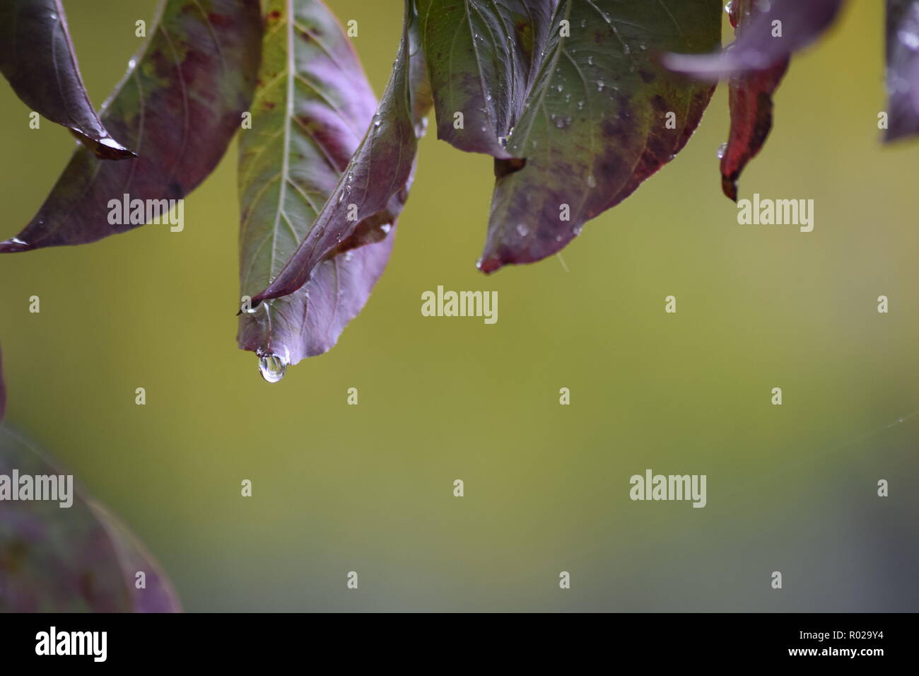 water dripping of a leaf Stock Photo - Alamy