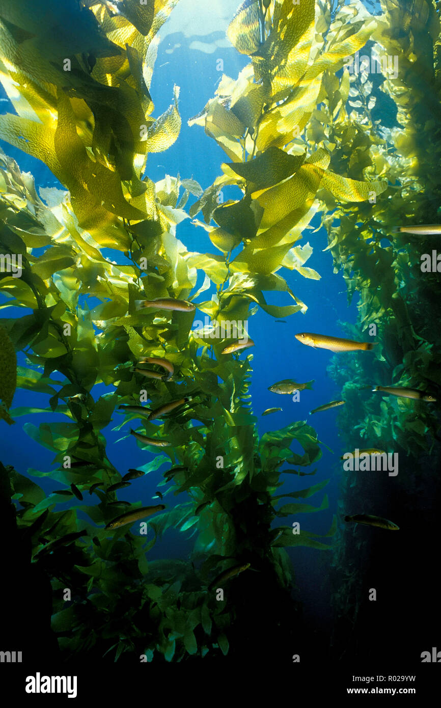 Kelp canopy hi-res stock photography and images - Alamy