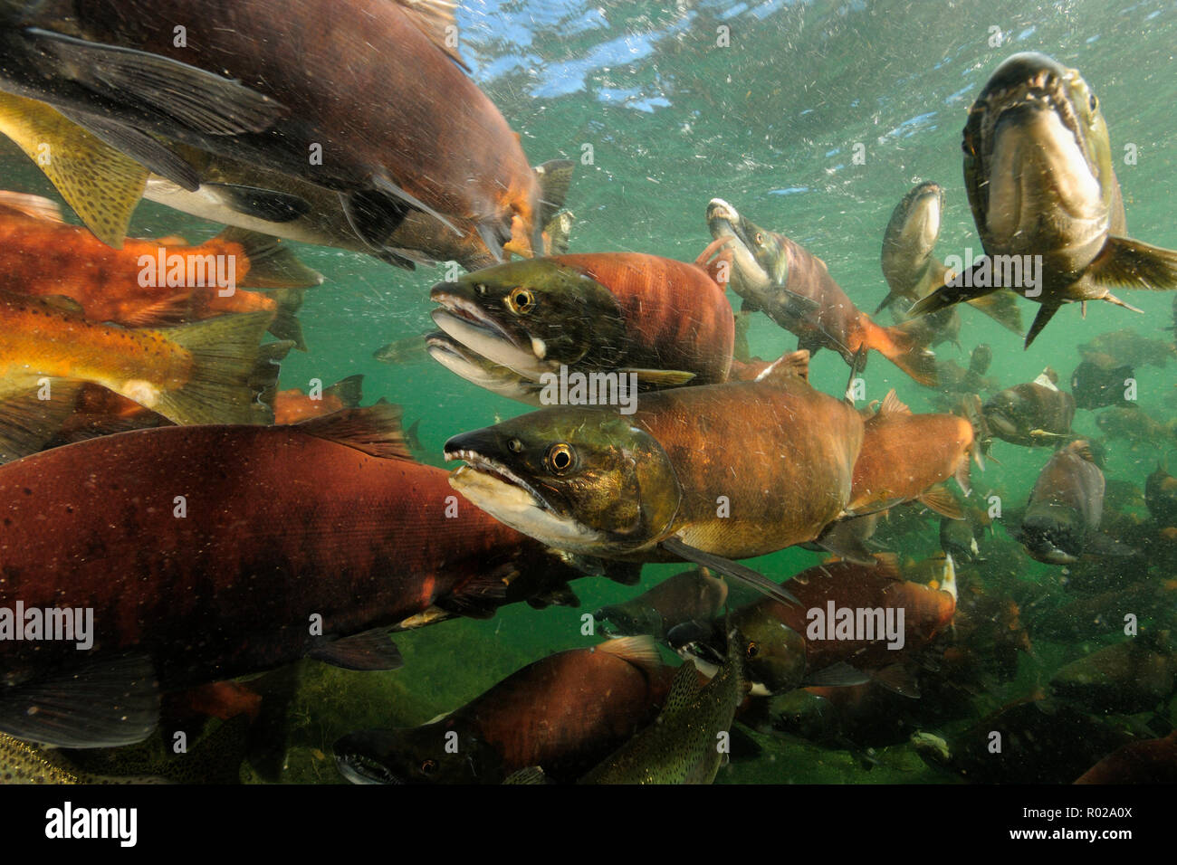 Red salmon, Oncorhynchus nerka, Kokanee, East River, Colorado Stock ...