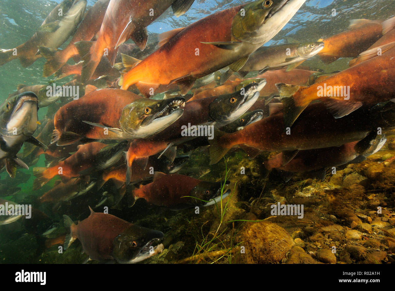 Red salmon, Oncorhynchus nerka, Kokanee, East River, Colorado Stock ...