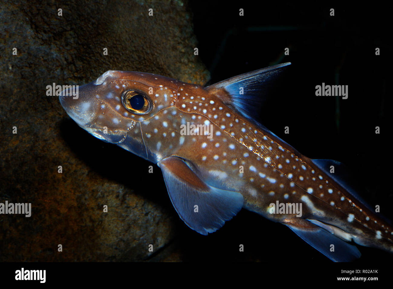 Spotted ratfish, Hydrolagus colliei, captive Stock Photo - Alamy