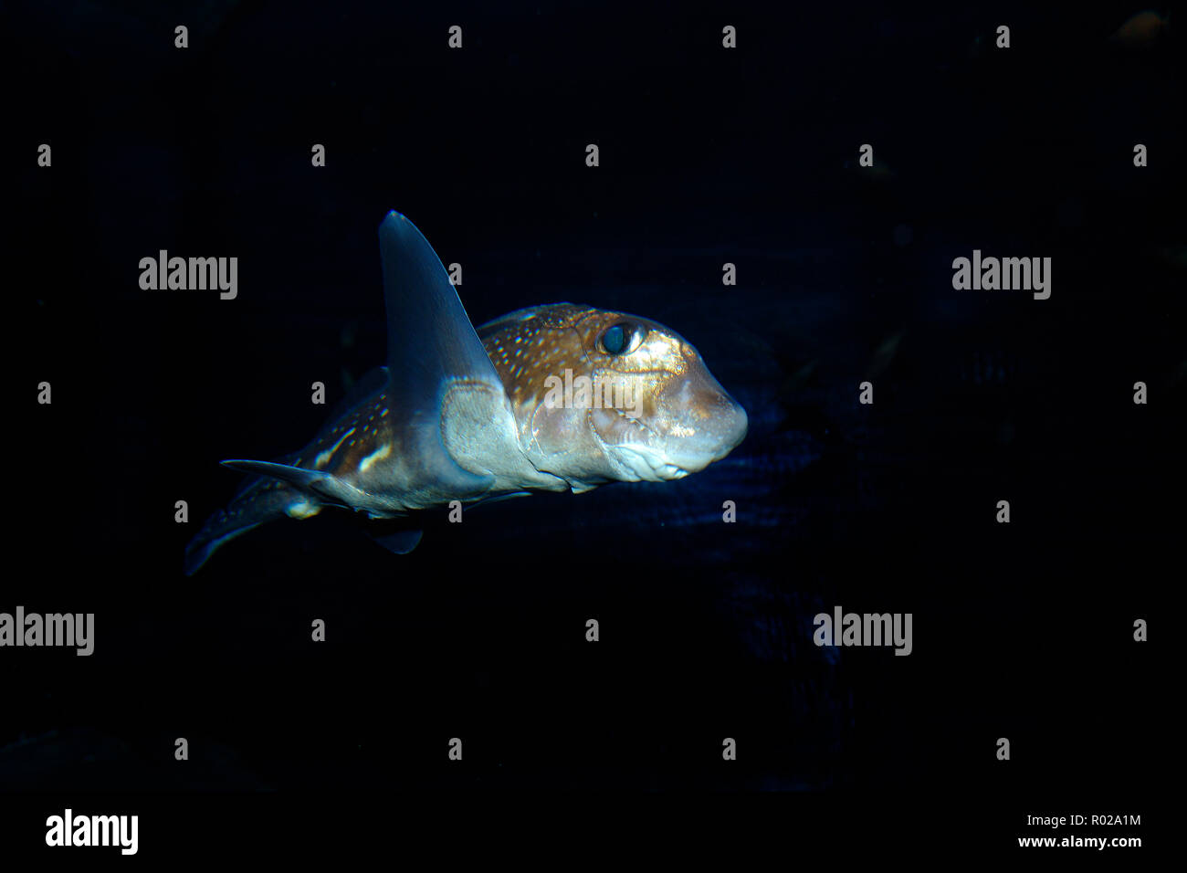 Spotted ratfish, Hydrolagus colliei, captive Stock Photo - Alamy