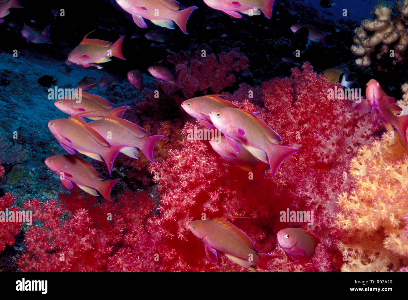 Fairy Basslet, Pseudanthias sp., Fiji, Pacific Ocean Stock Photo - Alamy