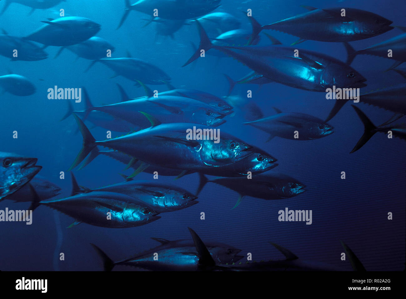 Yellowfin tuna thunnus albacares hi-res stock photography and images ...
