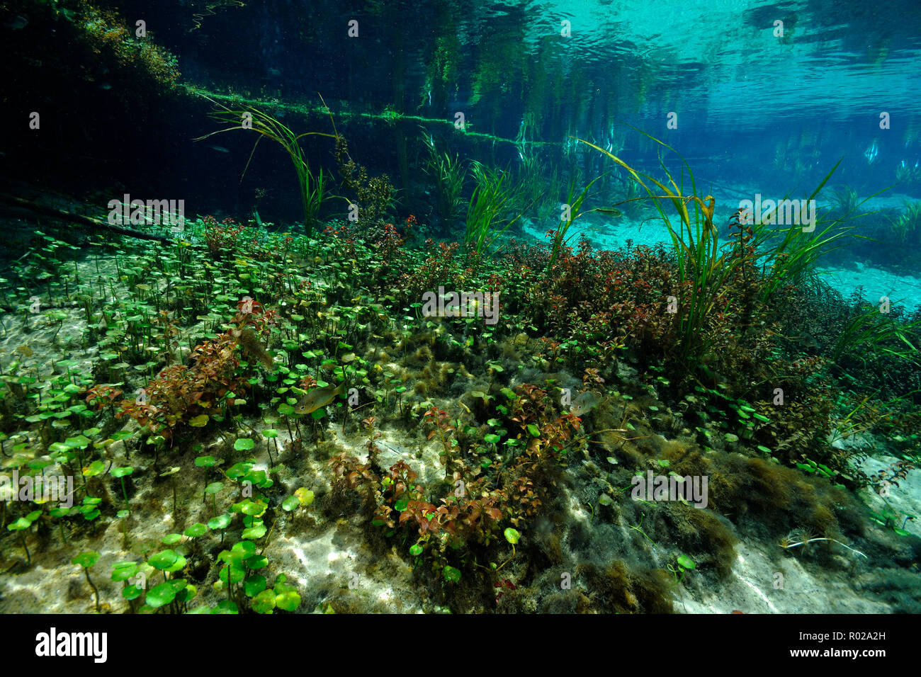 Ichetucknee Springs State Park, Florida Stock Photo - Alamy