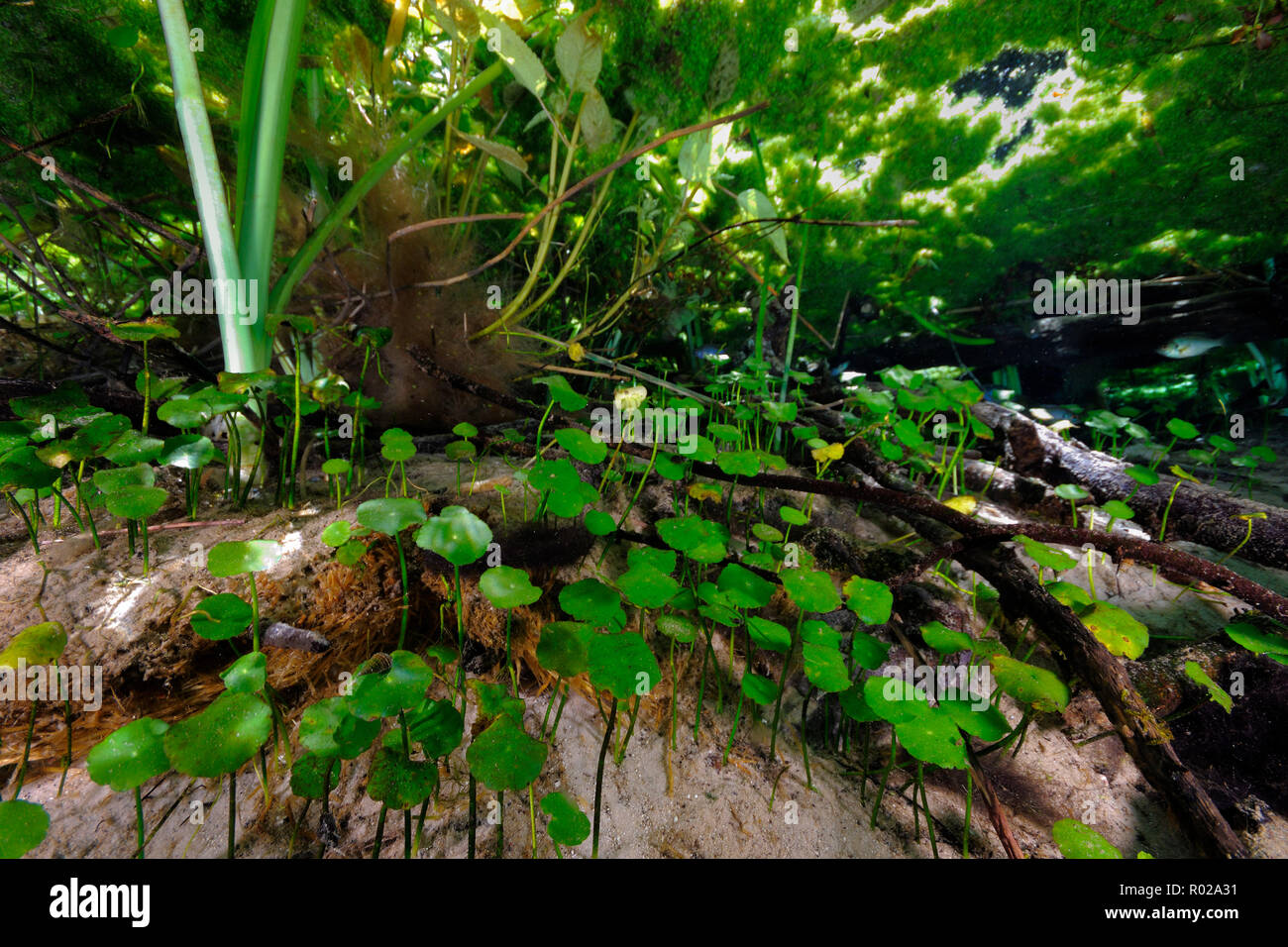 Ichetucknee Springs State Park, Florida Stock Photo - Alamy