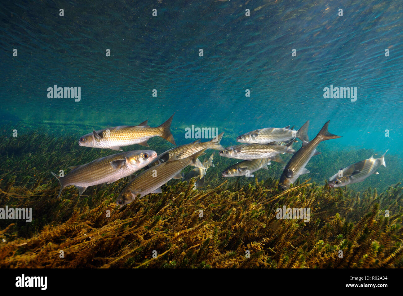 Striped mullet hi-res stock photography and images - Alamy