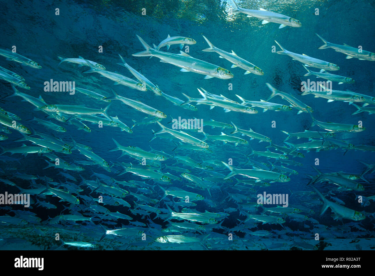 Ladyfish, Elops saurus, Silver Glen springs, Florida Stock Photo - Alamy