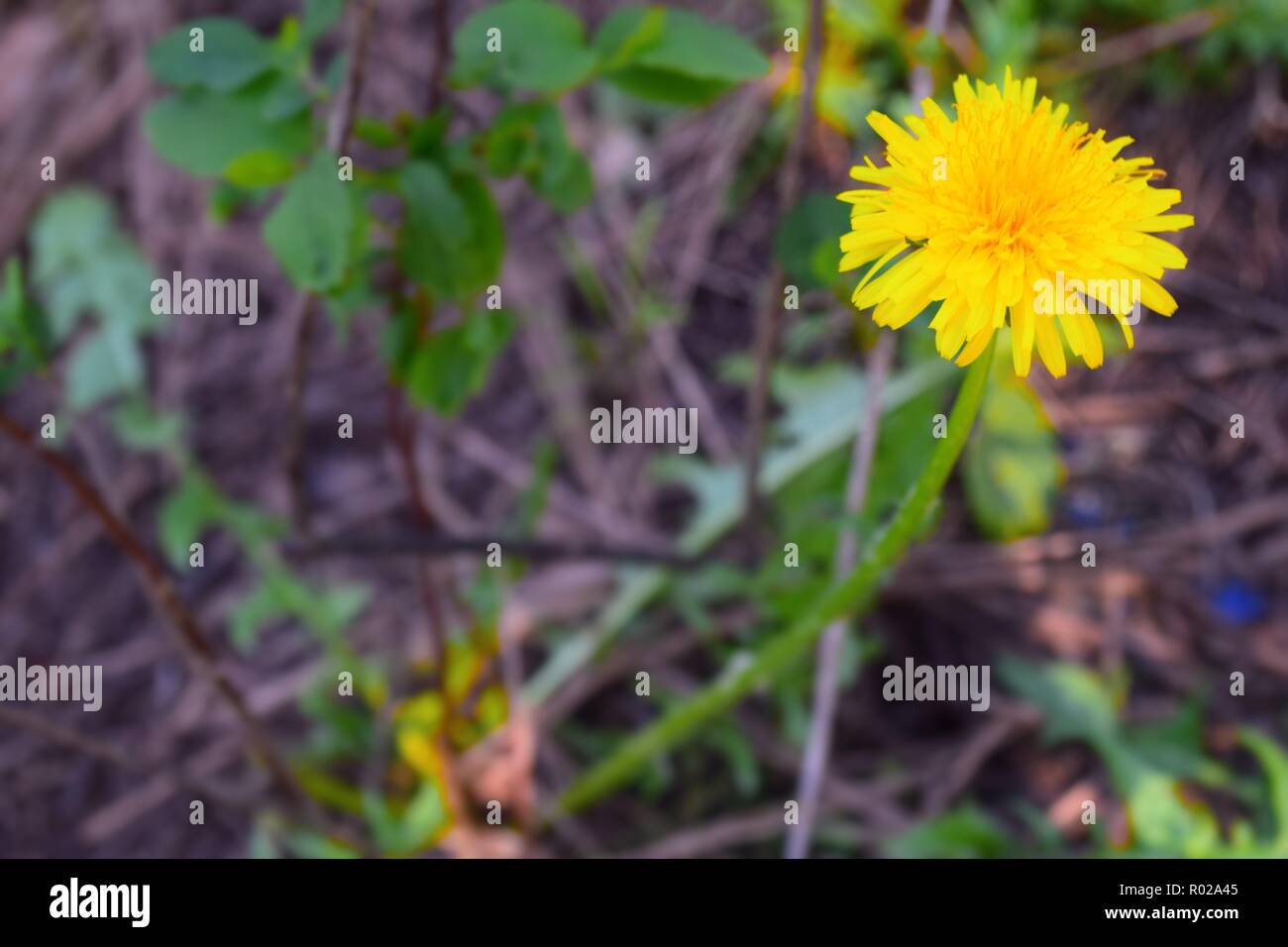Dandy lion flower hi-res stock photography and images - Alamy