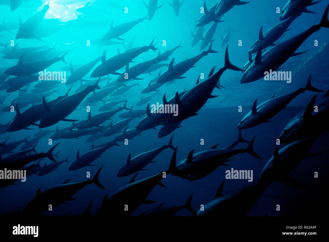 Yellowfin tuna, Thunnus albacares, Mexico, Pacific Ocean Stock Photo ...