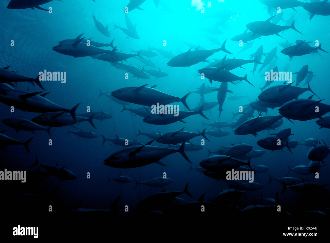 Yellowfin tuna, Thunnus albacares, Mexico, Pacific Ocean Stock Photo ...