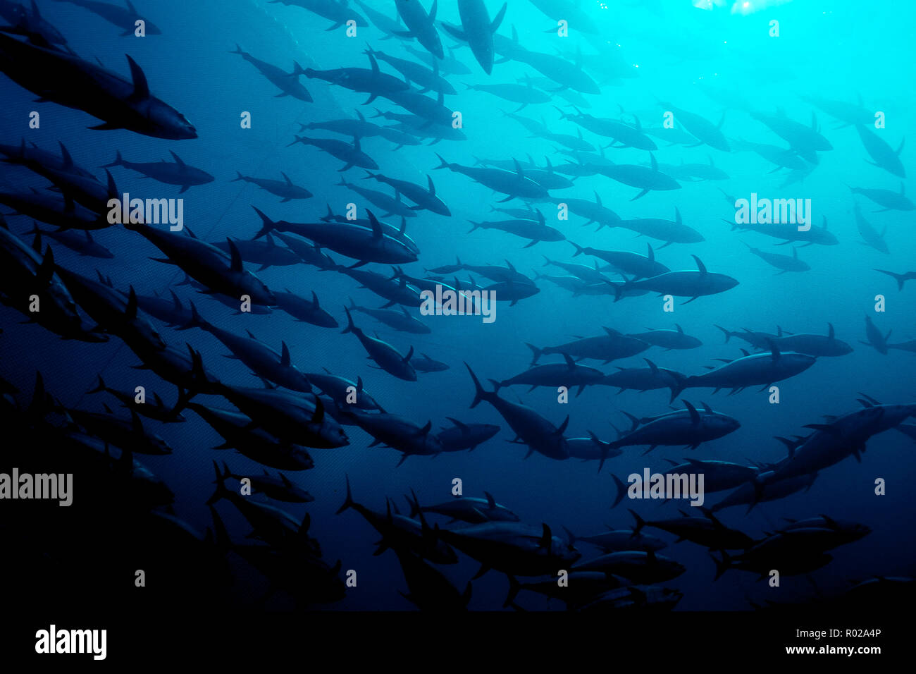 Yellowfin tuna, Thunnus albacares, Mexico, Pacific Ocean Stock Photo ...