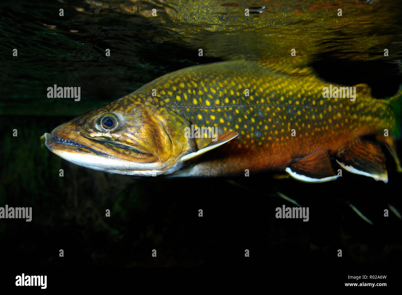 Brook trout, Salvelinus fontinalis, captive Stock Photo - Alamy