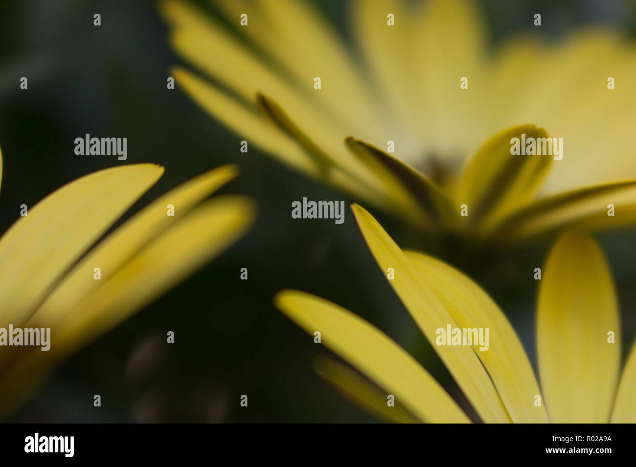 Closeup soft focus of yellow daisy petals at different angles on a ...