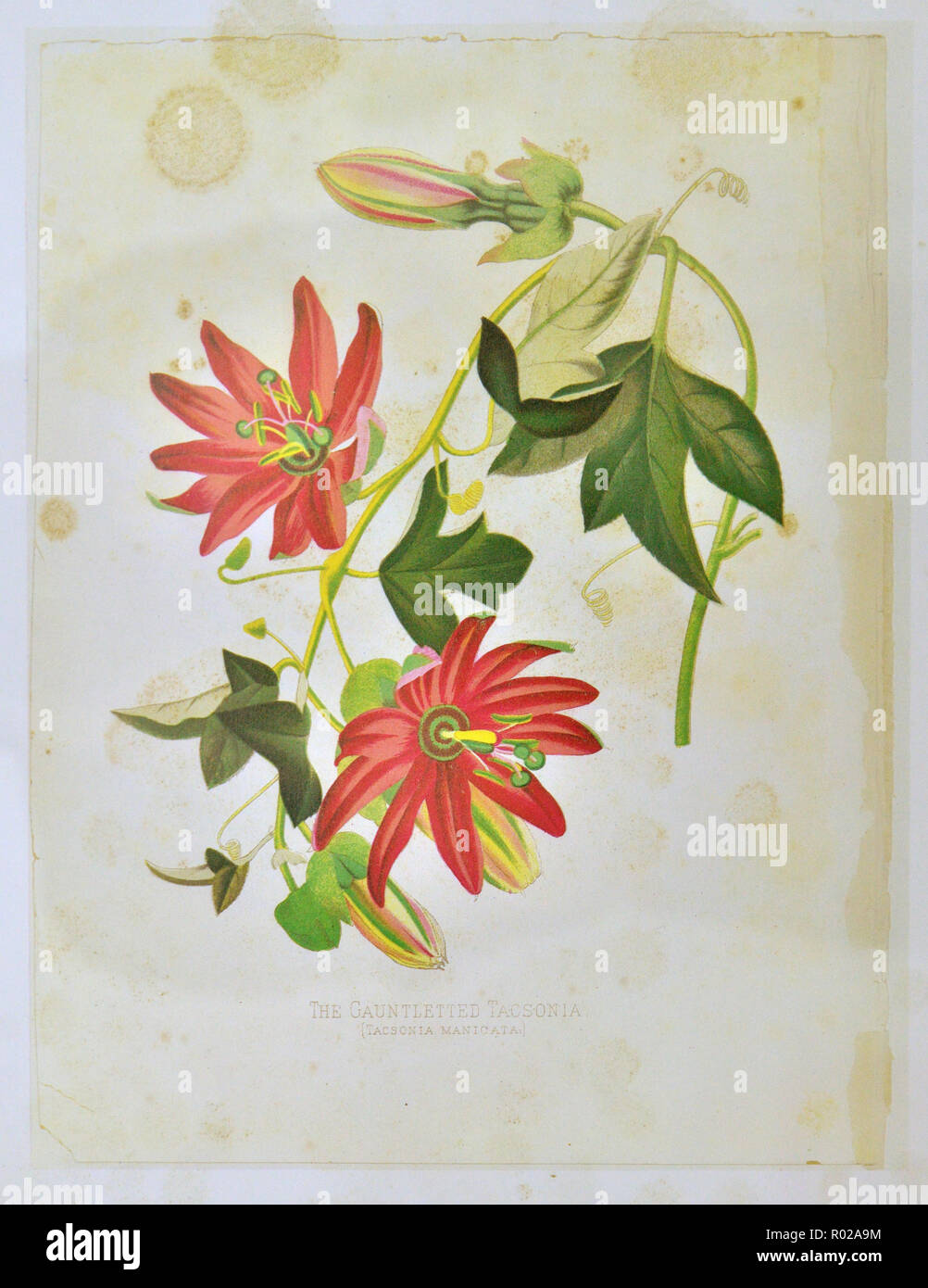 Old illustration of Tacsonia manicata Stock Photo - Alamy