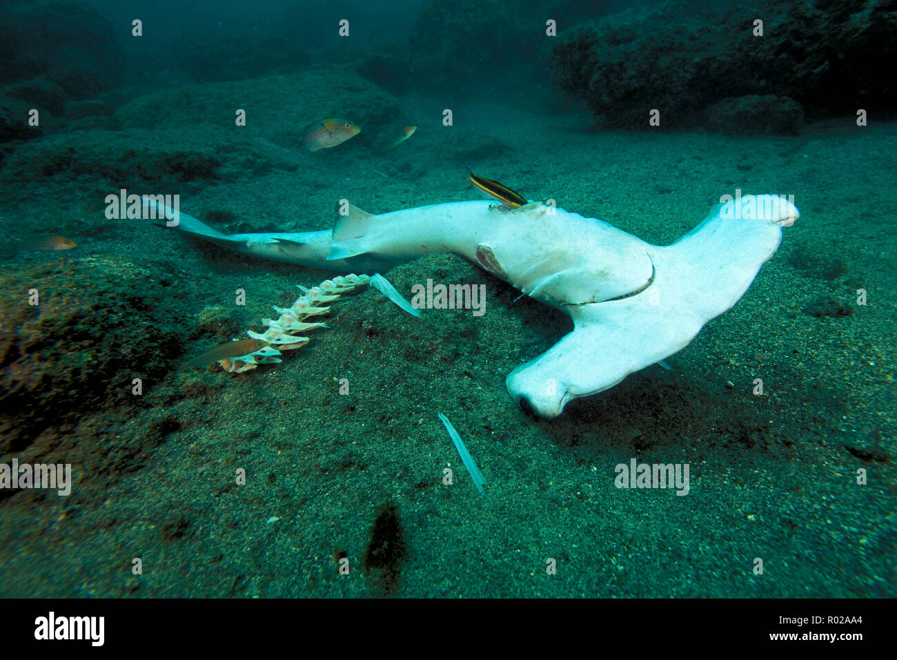 Finned Hammerhead shark, Sphyrna lewini, Mexico, Pacific Ocean Stock ...