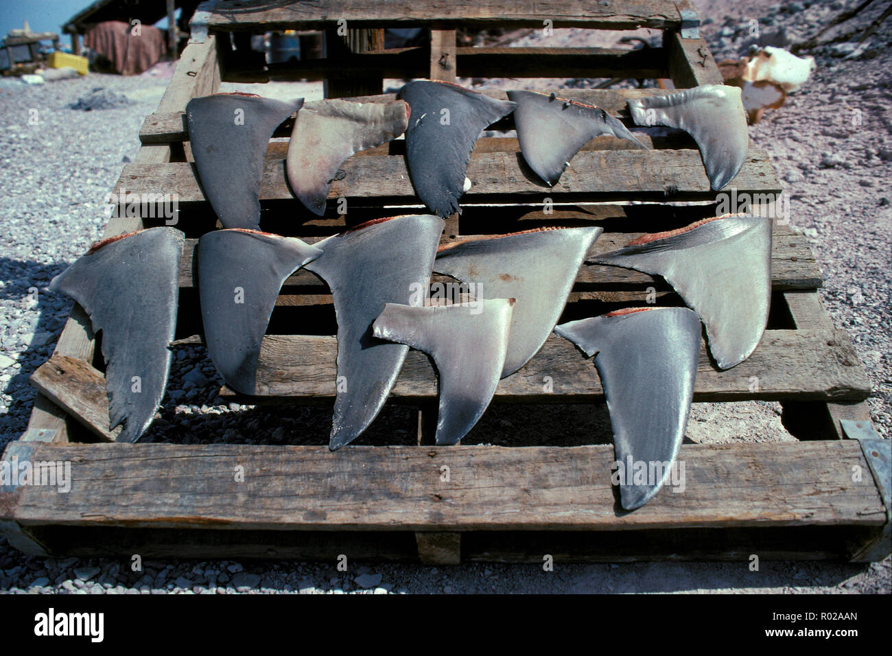Shark fins, Shark fishing camp, Sea of Cortez, Mexico Stock Photo - Alamy