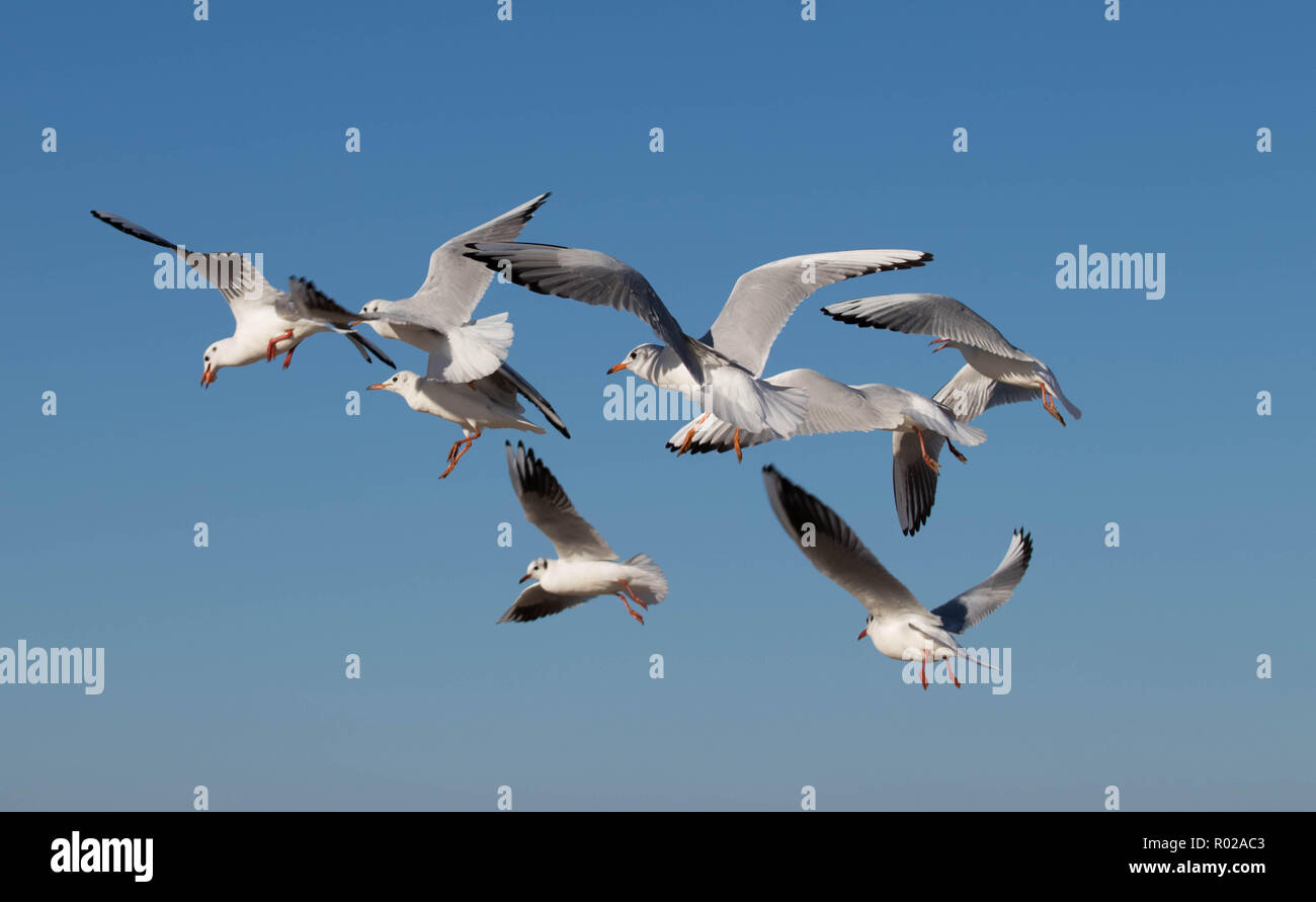 Pictures of gulls hi-res stock photography and images - Alamy