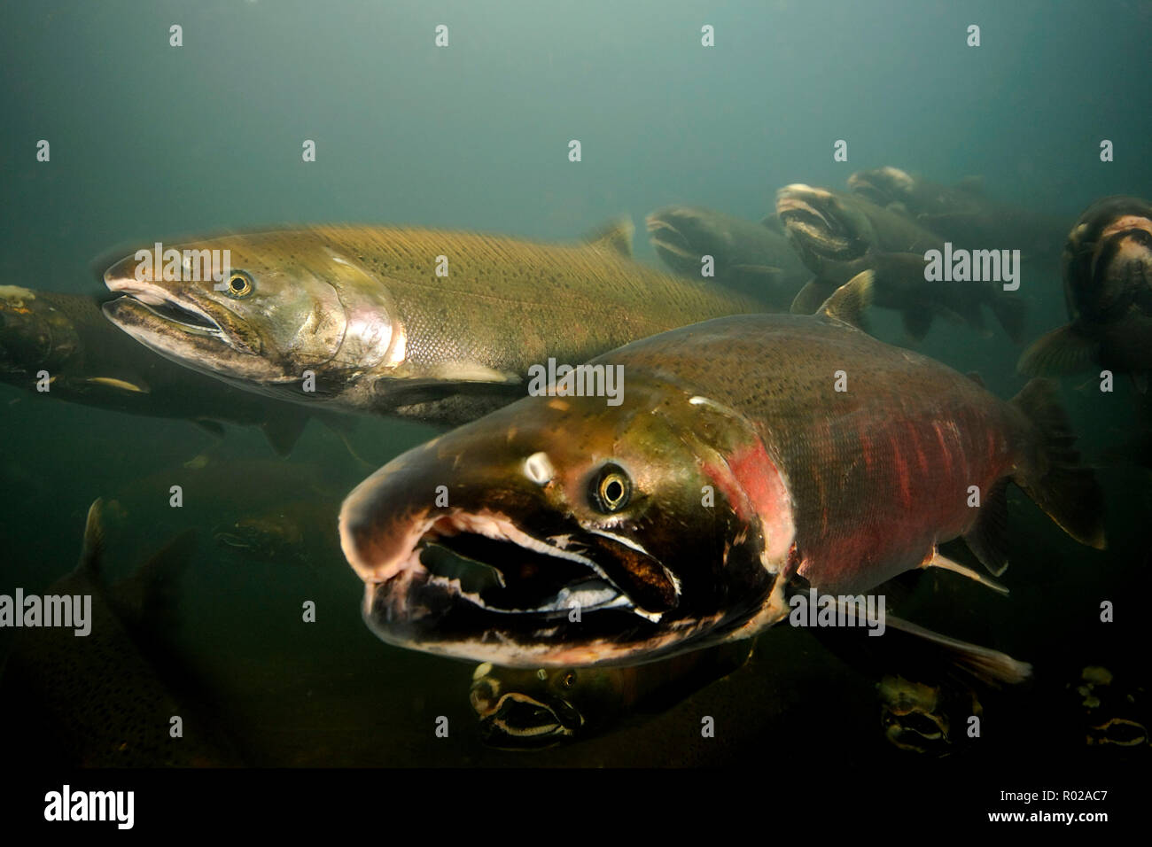 Coho or Silver Salmon, Oncorhynchus kisutch, Rogue River, Oregon Stock ...