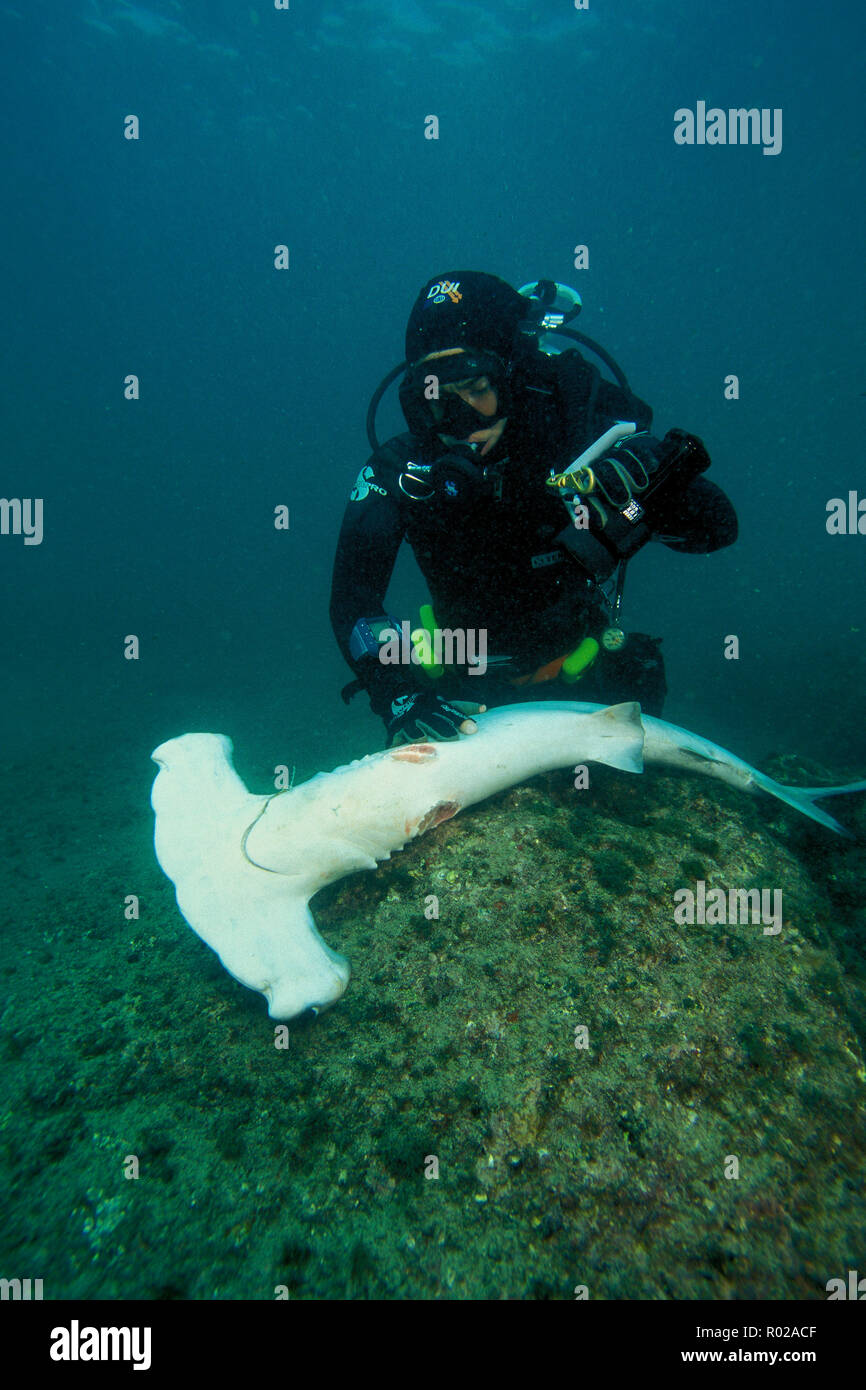Finned Hammerhead shark, Sphyrna lewini, Mexico, Pacific Ocean Stock ...