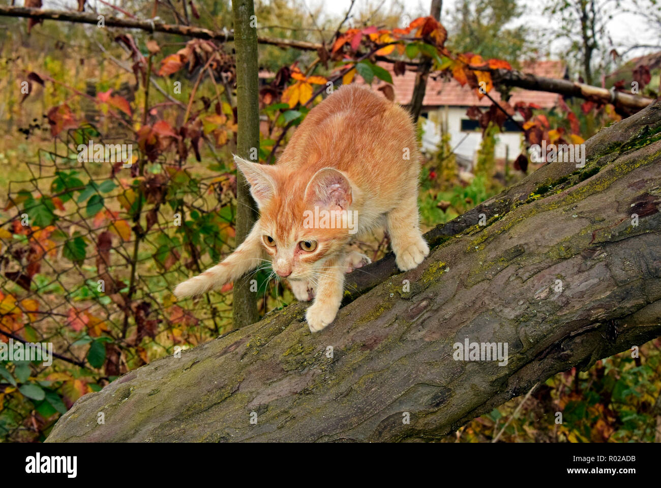 Cat Prowling Domestic Stock Photos & Cat Prowling Domestic Stock Images ...