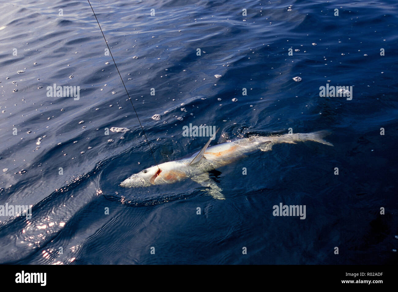 Longline fishing for sharks, Pacific Ocean Stock Photo - Alamy